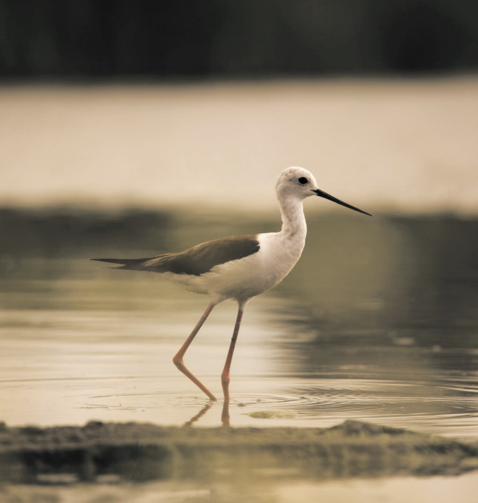 Die Oscars der Naturfilme – mnews – medianet.at